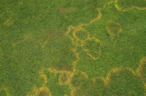 Waitea Circinata On Poa Green Pace Turf Photo Gallery