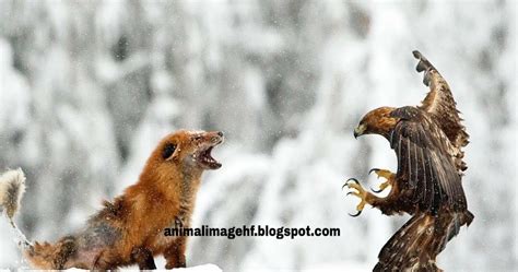 Golden Eagle Attacks Red Fox Affected By Scabies