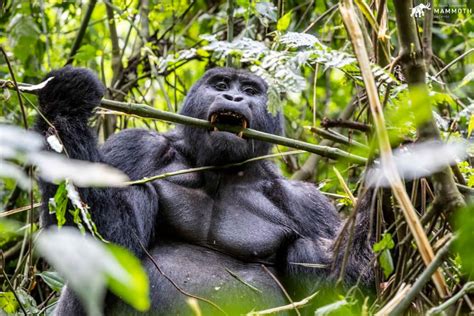 Mammoth Safaris The Best Gorilla Trekking Anywhere Mammoth Safaris
