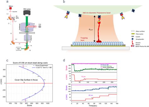 Schematic Of The Setup And Calibration A B Schematic Of Optical