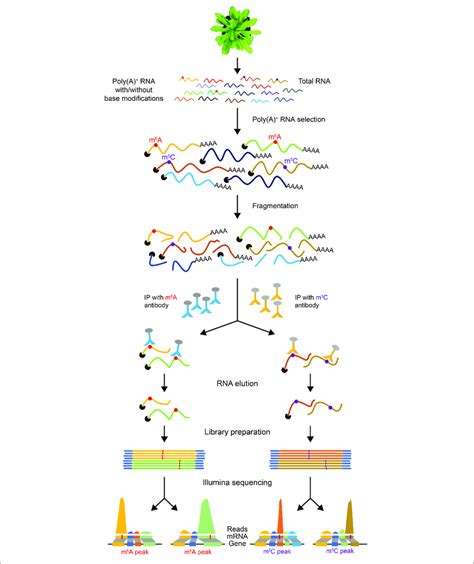 An Illustration Of Epitranscriptome Analysis Using Antibodies To Download Scientific Diagram