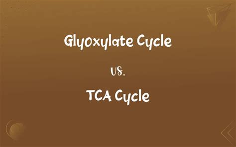 Glyoxylate Cycle Vs Tca Cycle Whats The Difference