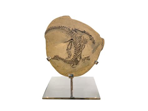 Dinosaur Fossil In Matrix Stainless Steel Base Amonite Inc