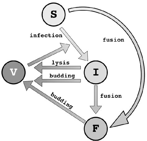 Schematic Of General Virus Host Interactions S Susceptible Cell I