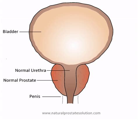 Enlarged Prostate Fast Relief Intelligent Body Massage Toronto