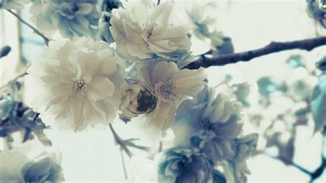Wallpaper X Px Background Blossom Branches Flowers White X