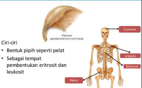 Fungsi Tulang Pipih Pengertian Struktur Ciri Gambar And Contoh