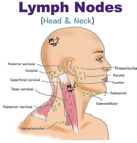 Posterior Cervical Lymph Nodes