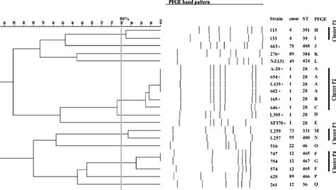 Dendrogram And Pfge Band Patterns Of Smai Digested Chromosomal Dna Of