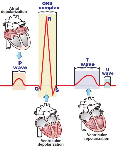 Repolarization And Depolarization