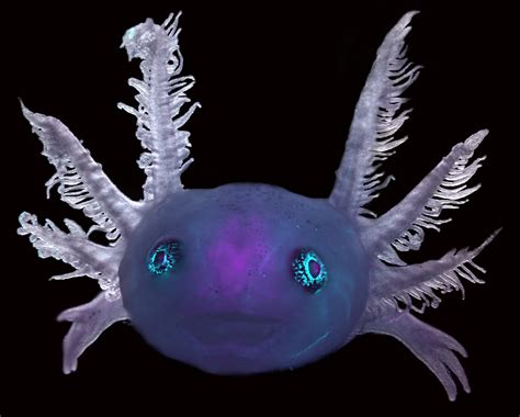 Transgenic Axolotl Showing Components Of The Nervous System Nikon Small World