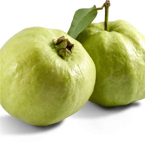 Safeda Guava Psidium Guajava Plant Lalit Enterprise