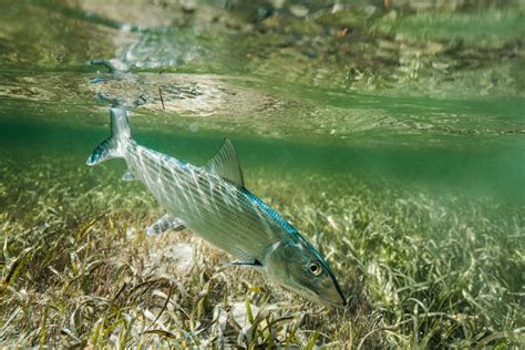 Bahamaian Government To Protect 14 Bonefish Habitat Areas Identified By