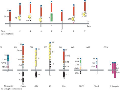 A Semaphorins And B Their Receptors A Semaphorins Exist As