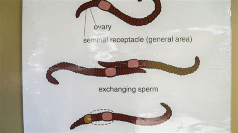 How Worms Make Babies Zero Waste Worm Ohana