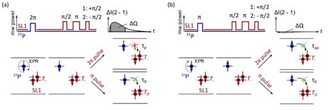 A Effect Of A Spin Echo Sequence On A Spin Pair Consisting Of A 31 P