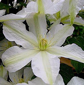 Клематис 'Роко-Колла' / Clematis 'Roko-Kolla' - Ландшафтная компания ...