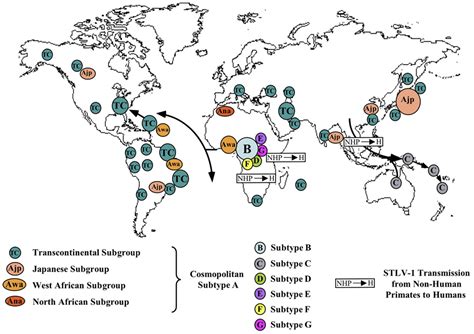 Human T Lymphotropic Virus Type 1 Htlv 1 A Primer Virology Down Under