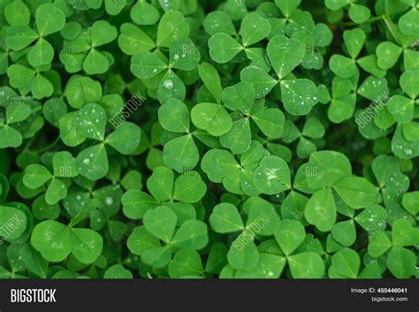 Texture Green Grass Image And Photo Free Trial Bigstock