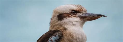 Kookaburra Spiritual Meaning And Its Symbolism 🐦🌻 ☘️