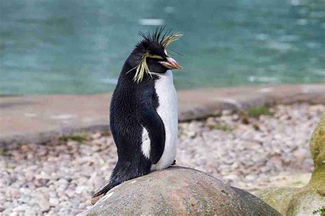 Northern Rockhopper Penguins Penguins International
