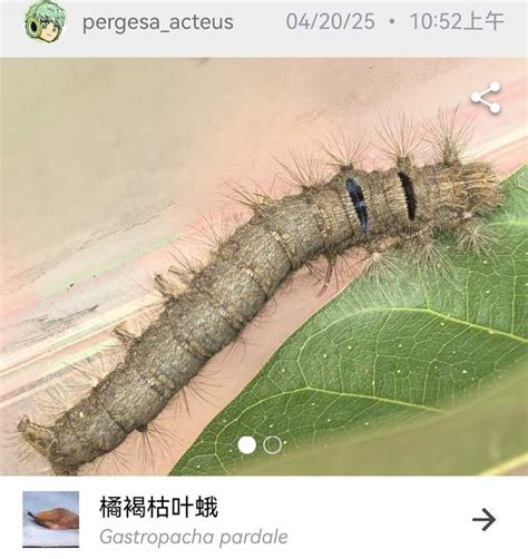 掉身上甩下来的，这种虫子叫什么 知乎