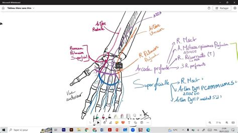 Vascularisation De La Main Youtube
