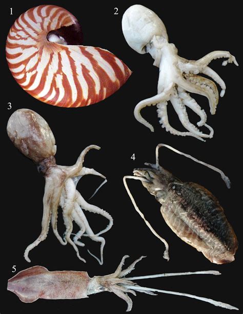 Mollusca Cephalopoda