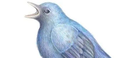 蓝色彩铅小鸟的画法步骤教程 铅笔 羽毛 书法