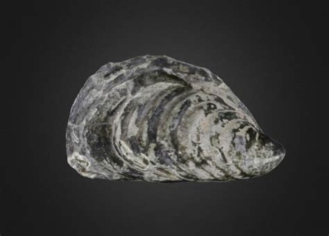 Inoceramus Bivalve Free 3d Model On