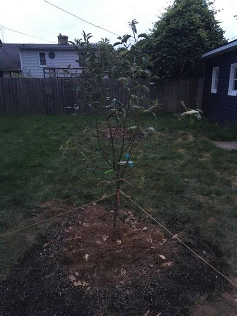 In Apple Trees For Sale FastGrowingTrees Com