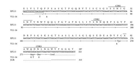 Sequence Analysis Of Variable Regions Of Light Chain Vl In The Panel Download Scientific