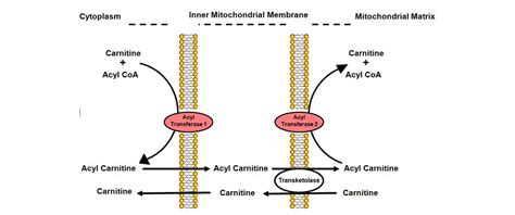 How To Analyze Carnitine And Acylcarnitine Creative Proteomics Blog