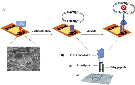 A Scheme Of Lsg Based Sars Cov 2 Spike Rbd Protein Biosensor For The Download Scientific