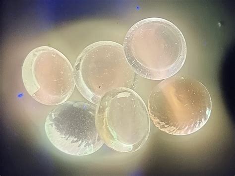 Nice Copper Doped Luminescent Phosphate Glass Bead New