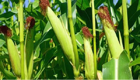 Genetically Modified Maize Controversy Trails Its Use In Nigeria Businessday Ng