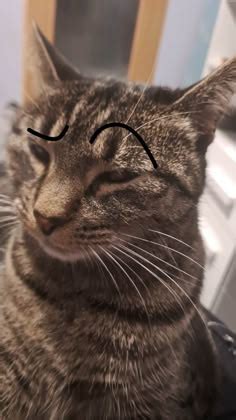 12 Cat Rizz Ideas Silly Cats Pictures Silly Cats Funny Cats
