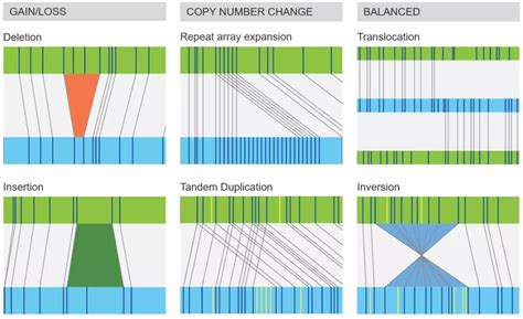 Bionano 光学图谱，真实之美！ Grandomics 希望组