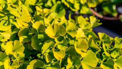 How To Plant Grow And Care For Gingko Trees