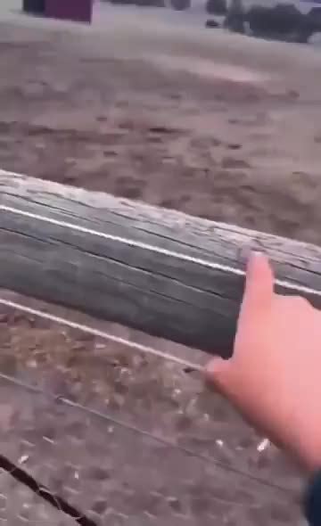 Horsing Around Album On Imgur