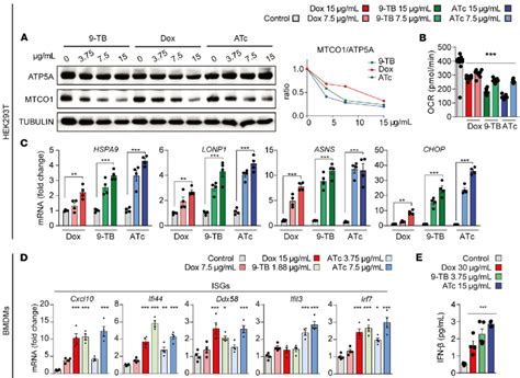 Tet Derivatives Induce The Msr And Type I Ifn Signalling In Mammalian Download Scientific