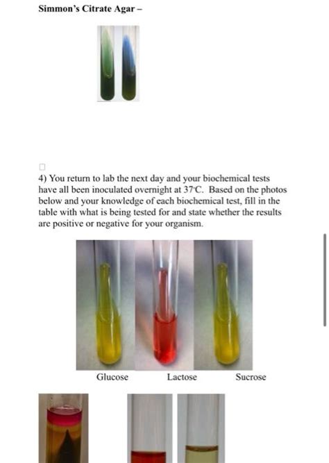 Solved Laboratory Exercise 13 Bacterial Isolation And