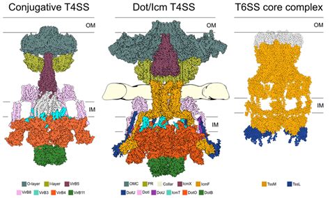 L Pneumophila Doticm T4ss Is A Hybrid System Left Panel Atomic
