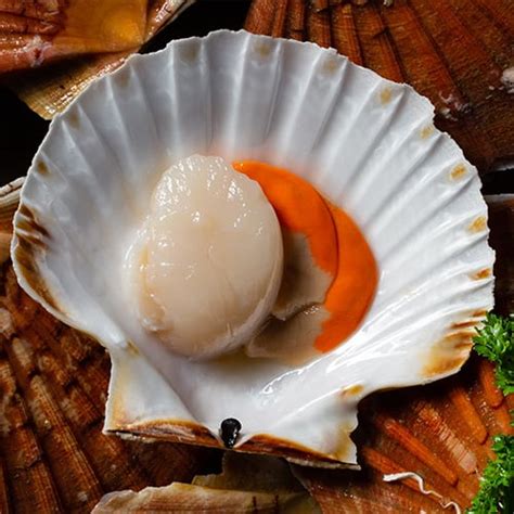 What Are Scallops Types Origins Sizes Seasons And More