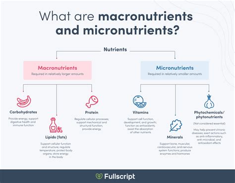 Macronutrients Definition Nutrition Nutrienkarbo