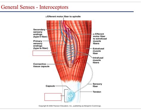 General Senses Interoceptors Quiz