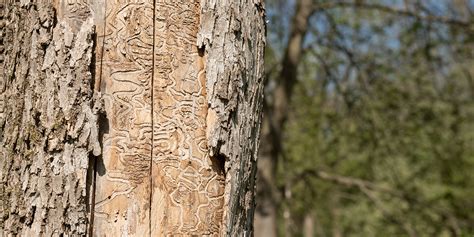 Protect Your Trees Effective Strategies To Combat Invasive Species Tips Tree Planting