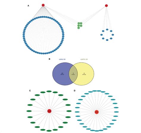 Construction Of A Transcription Factor Hub Gene Network And A
