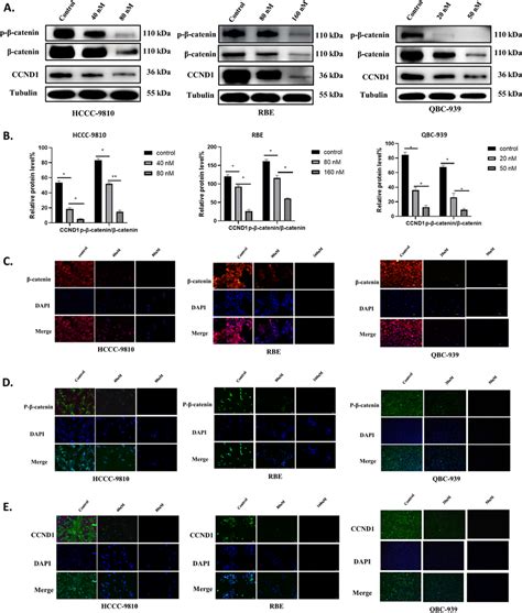Bufalin Inhibited Wnt β Catenin Signal Pathway In Icc Cells A Western Download Scientific