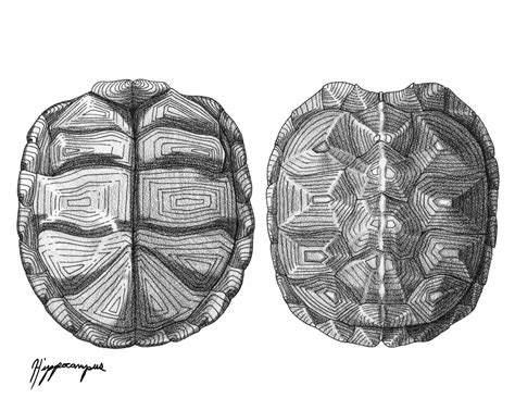 Conch Shell Sketch At Explore Collection Of Conch